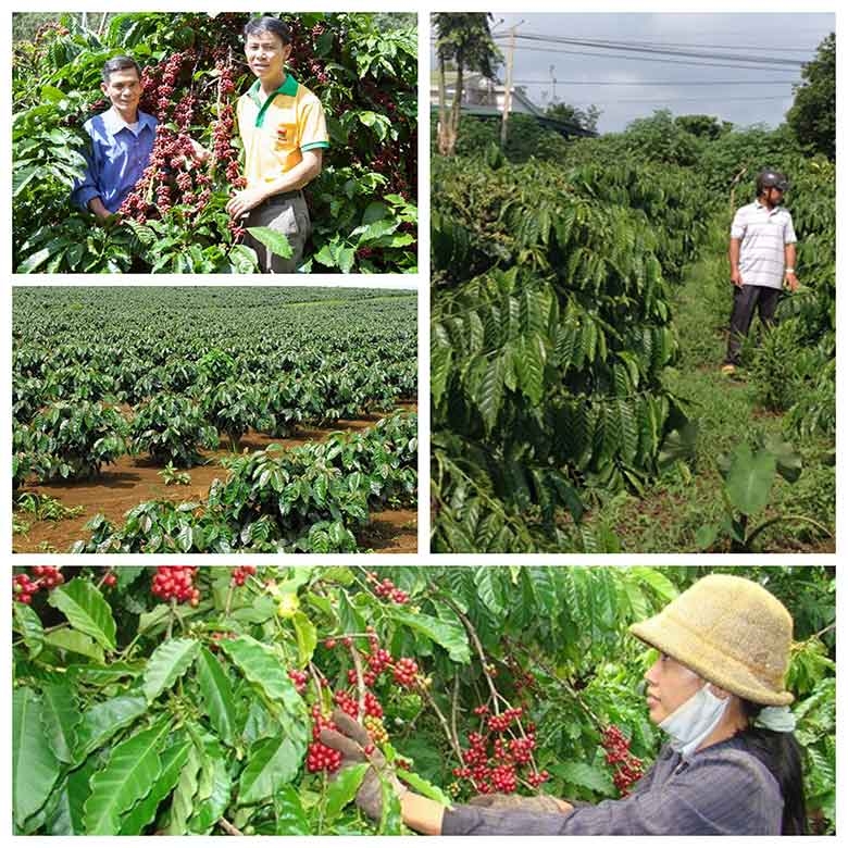 Đặc điểm 3 giống cà phê: cà phê chè, cà phê vối, cà phê mít